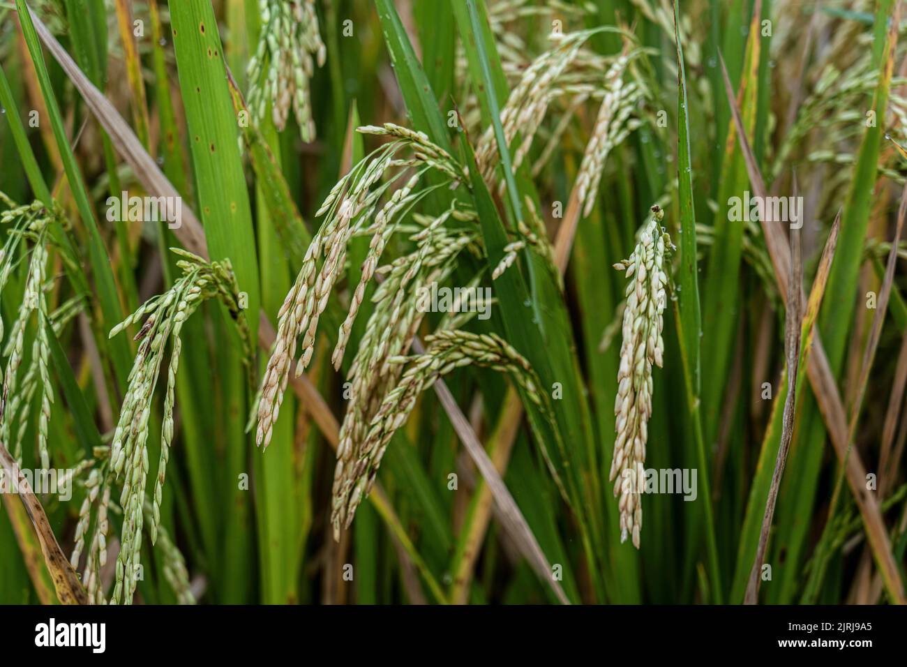 Lush green stalks rice hi-res stock photography and images - Alamy