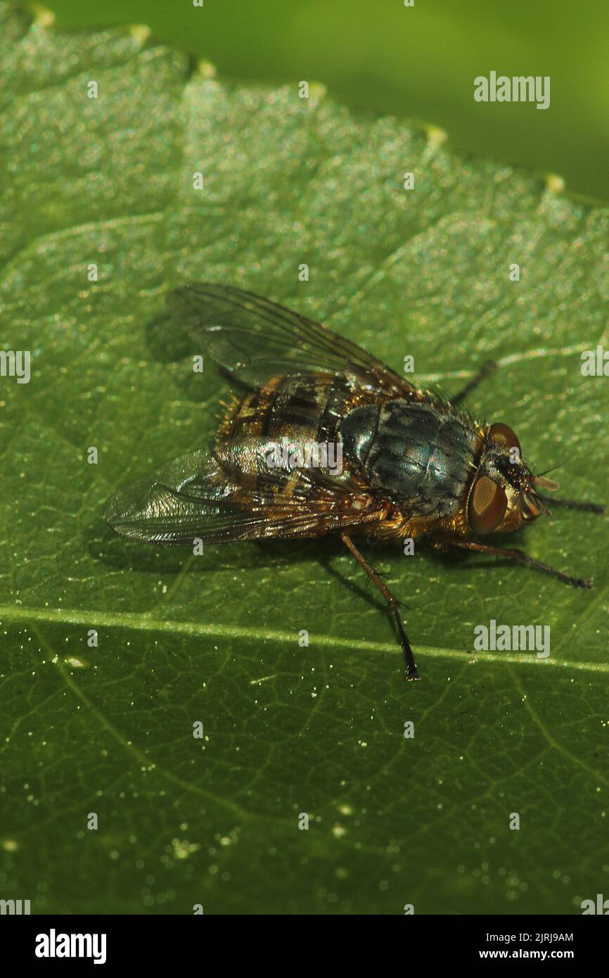 Botfly hi-res stock photography and images - Alamy