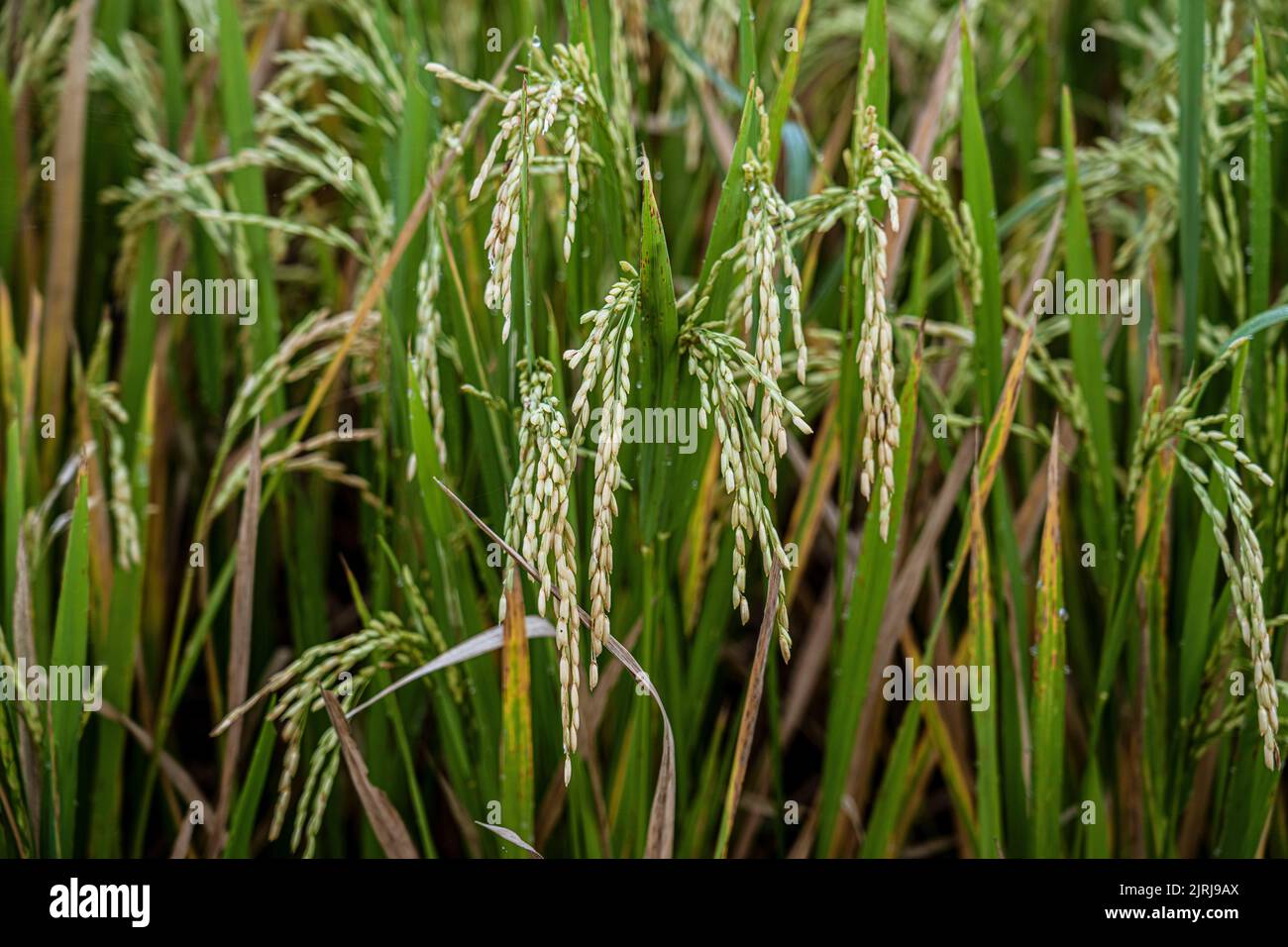Lush green stalks rice hi-res stock photography and images - Alamy