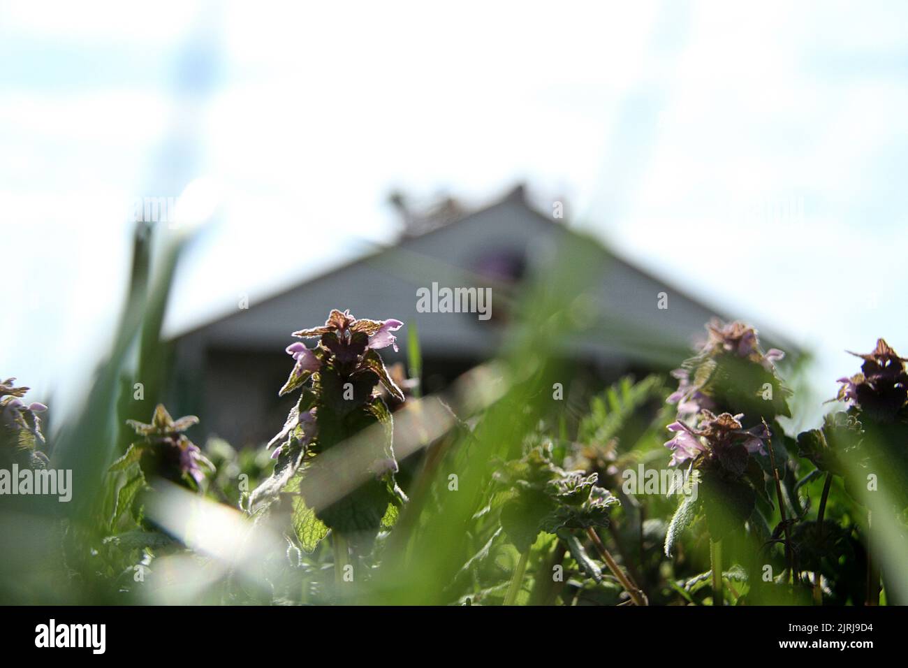 Lamium purpureum (purple dead-nettle) in Virginia, USA Stock Photo - Alamy