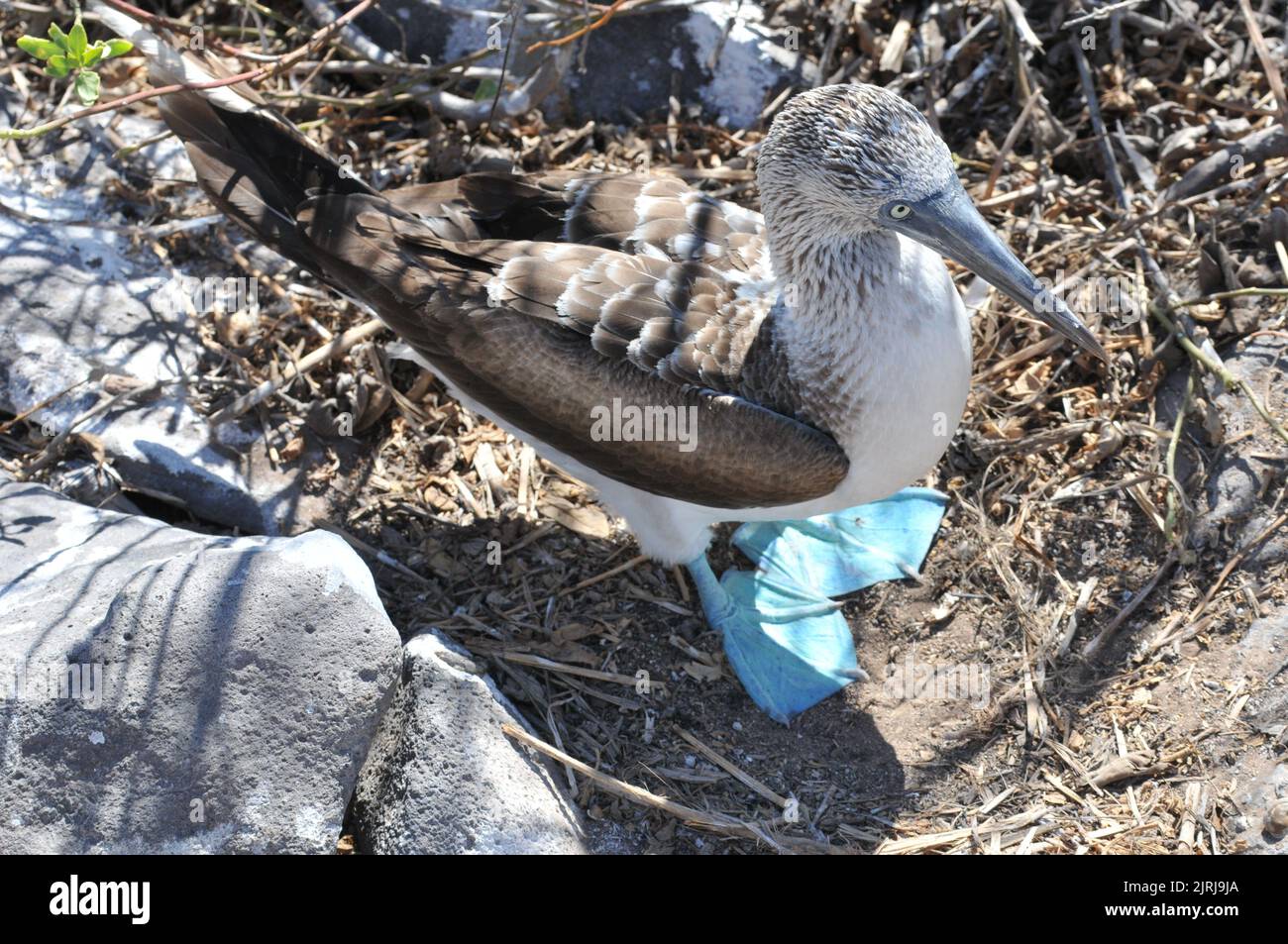blue footed booby bird Stock Photo - Alamy