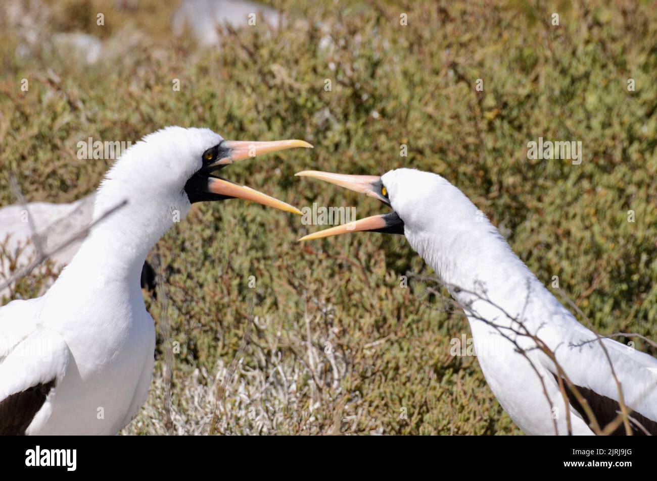 two birds fighting Stock Photo - Alamy
