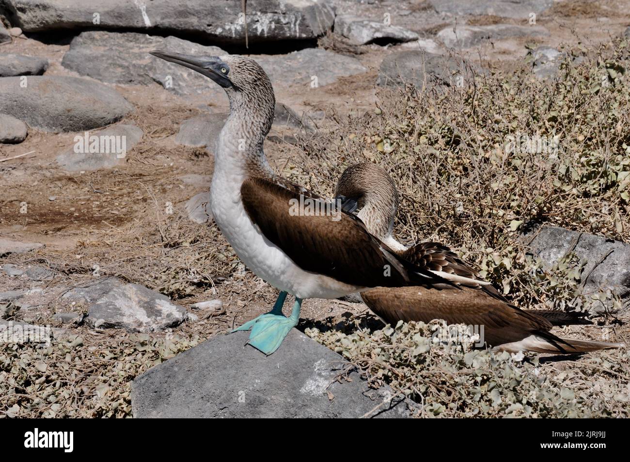 blue footed booby bird Stock Photo - Alamy