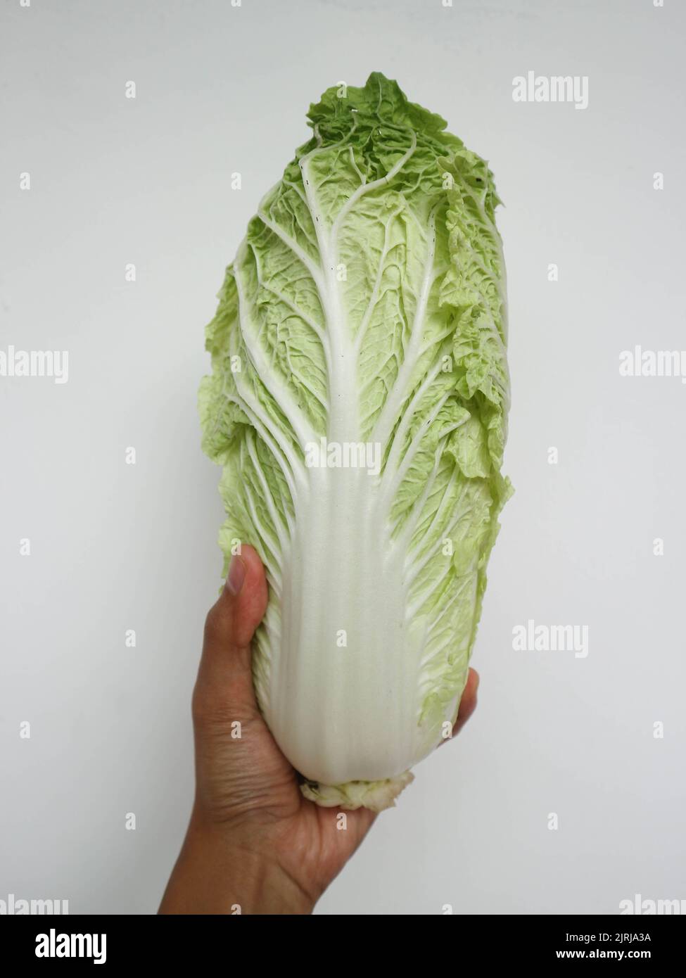 White space. Hand holding sawi putih or petcai or chicory is a ...