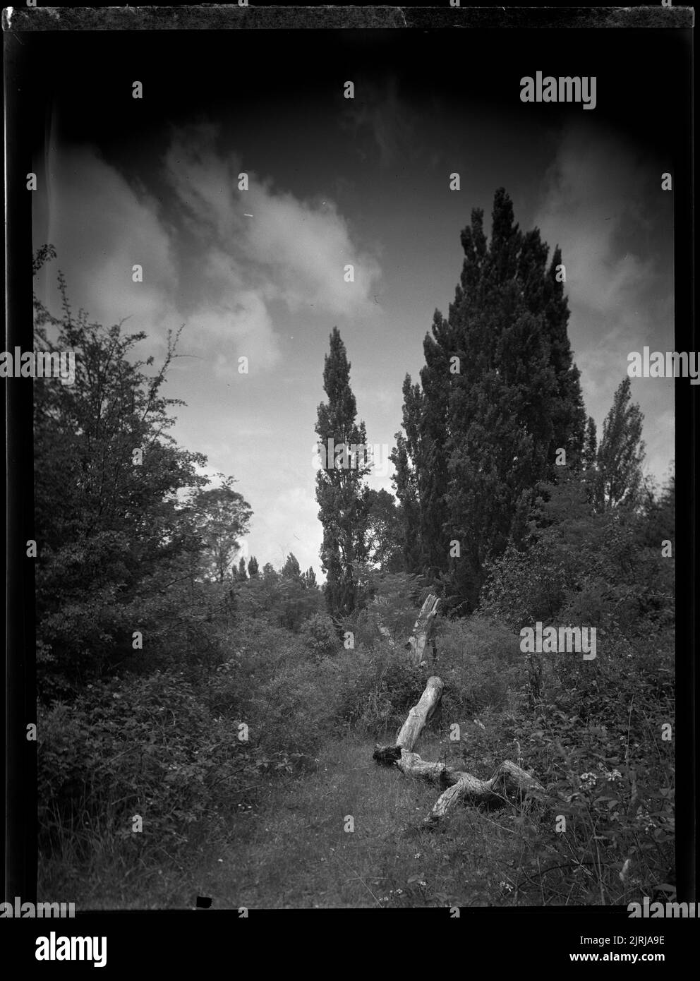 Bay of Plenty landscape scenery, January 1934, Bay of Plenty, by J.W ...