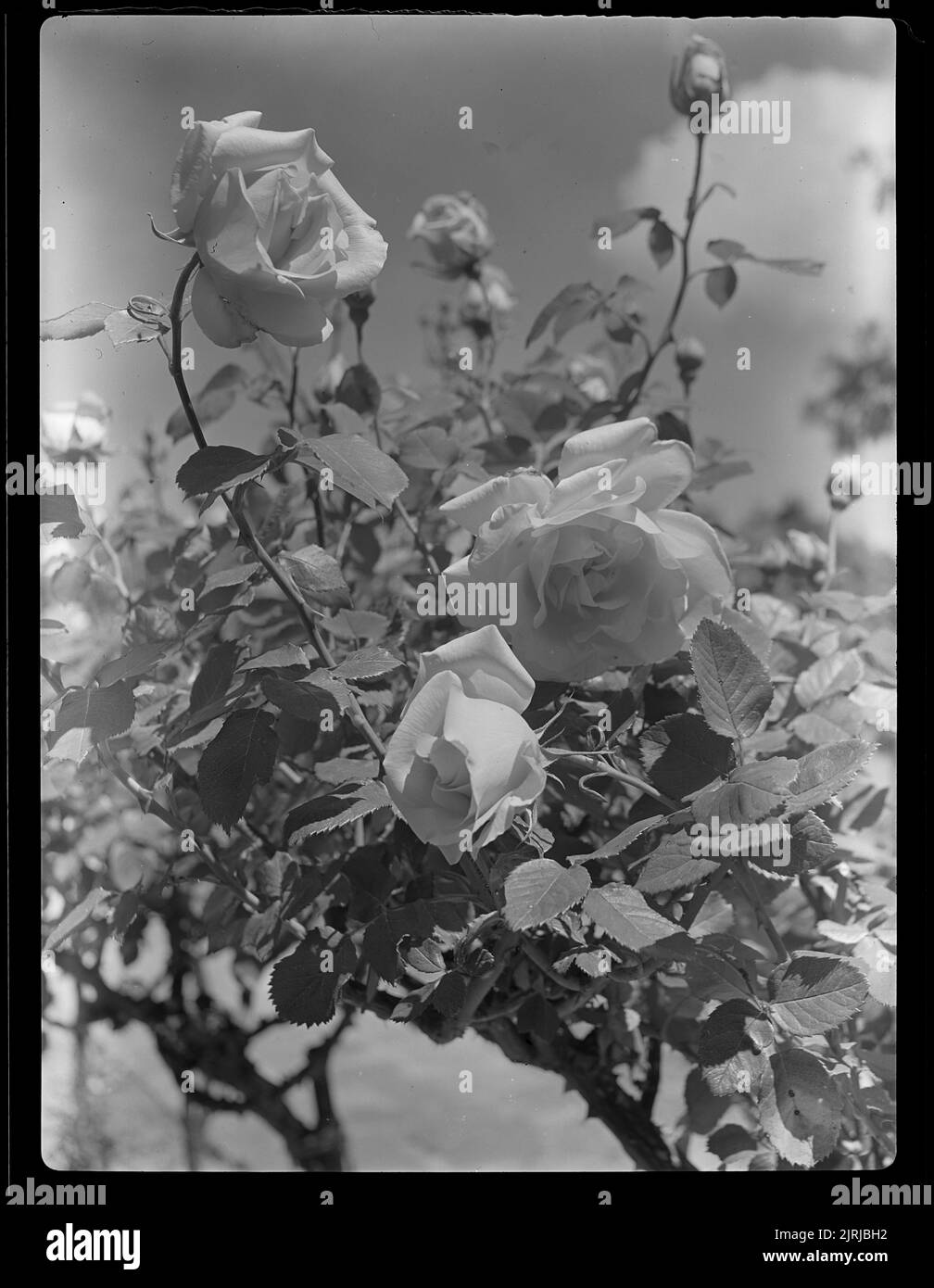 Mrs Mitchell and child, Rimu Street, 1951-1957, Wellington, by J.W ...