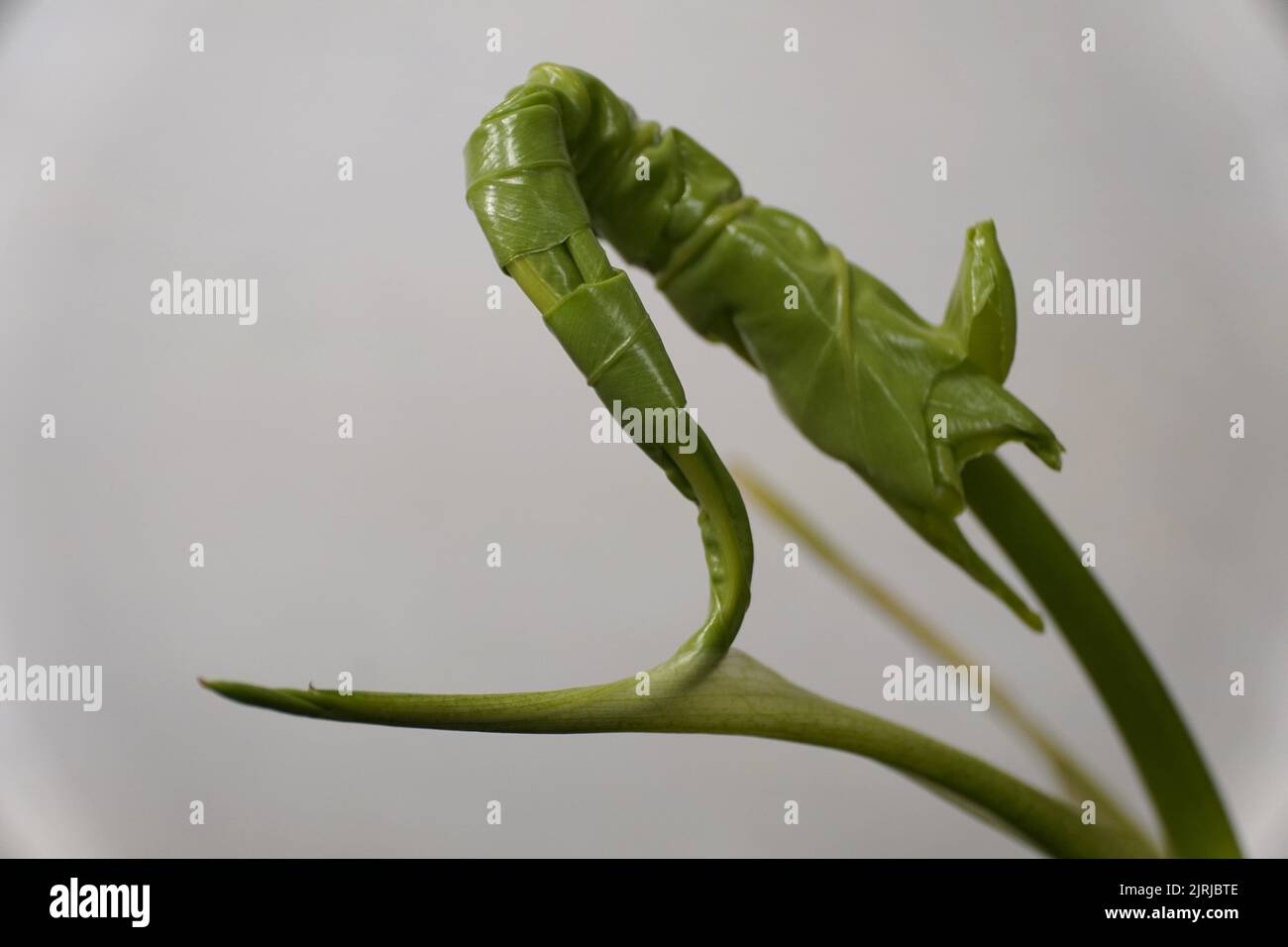 A new and unfurling green leaf of Philodendron Bob Cee, a rare tropical ...
