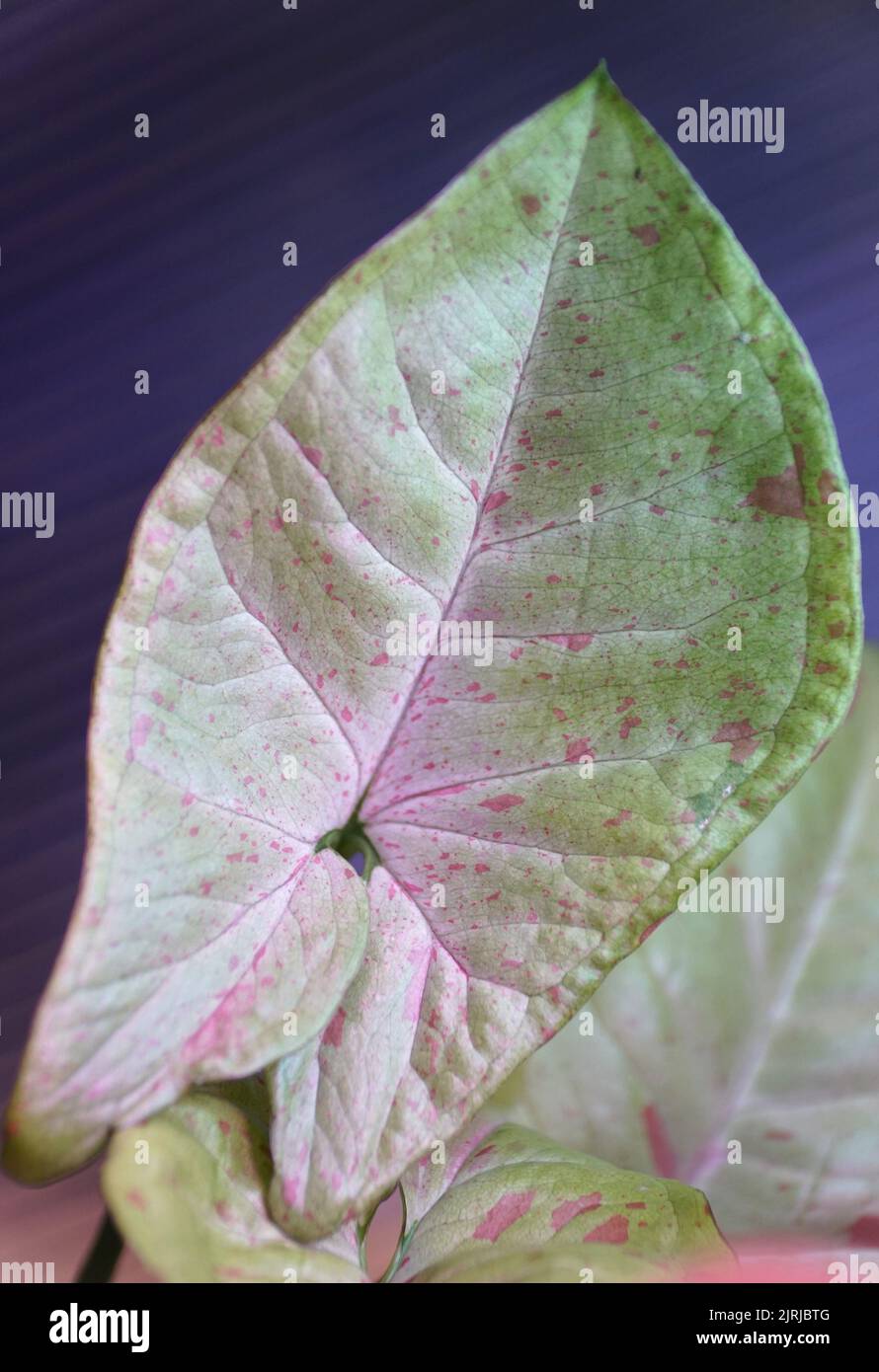 Syngonium leaf hi-res stock photography and images - Alamy
