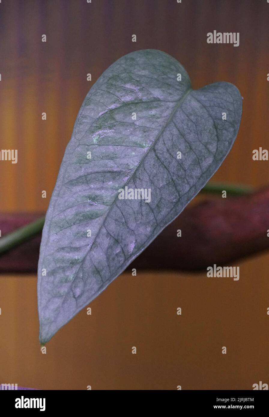 Epipremnum cebu blue hi-res stock photography and images - Alamy