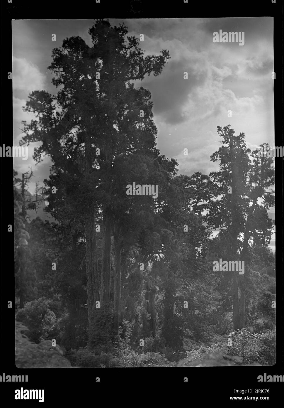 Rimu trees waikaremoana hi-res stock photography and images - Alamy