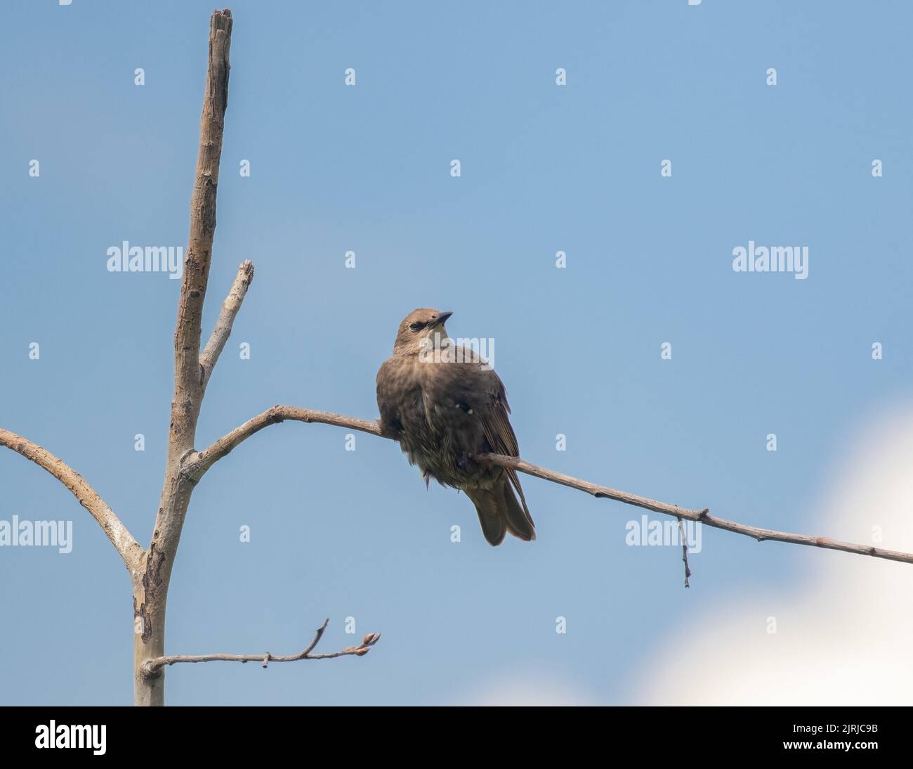 Molting bird hi-res stock photography and images - Alamy