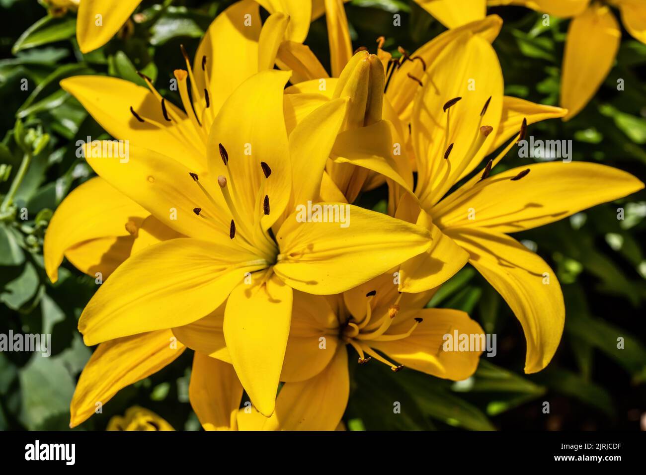 Closeup fresh yellow lilies hi-res stock photography and images - Alamy