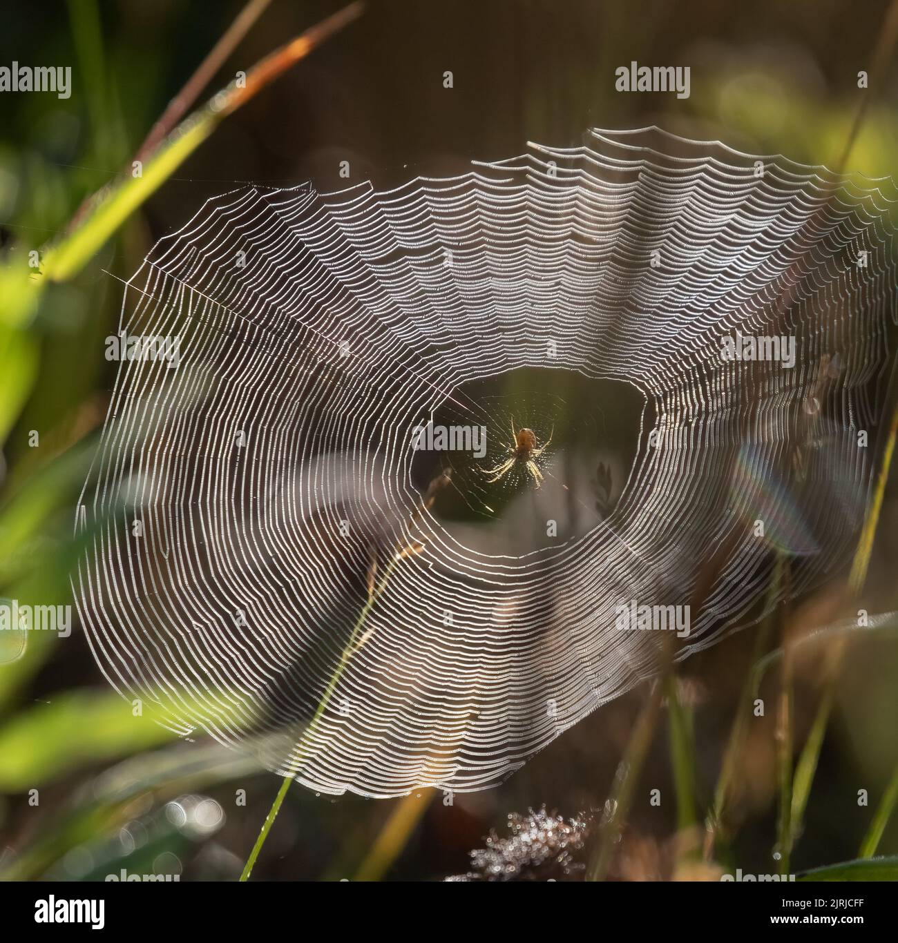 A tiny spider in a large web wth sunlit dew Stock Photo - Alamy