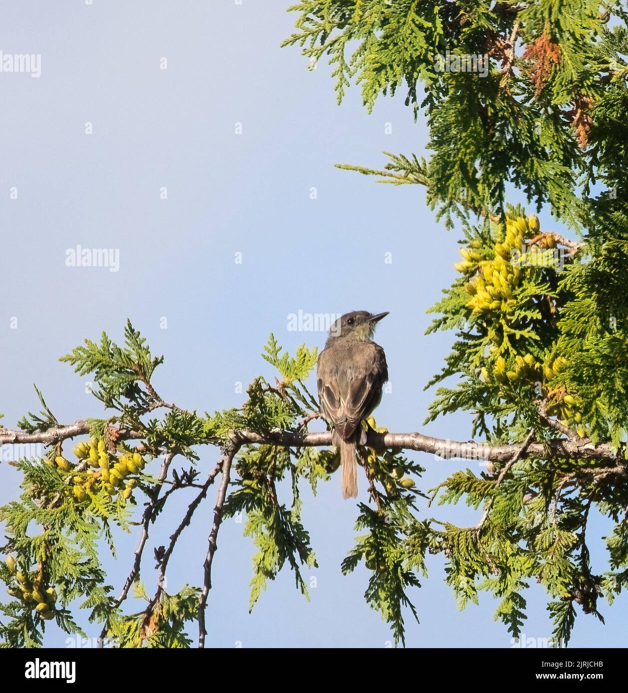 Leafy branch in hi-res stock photography and images - Alamy