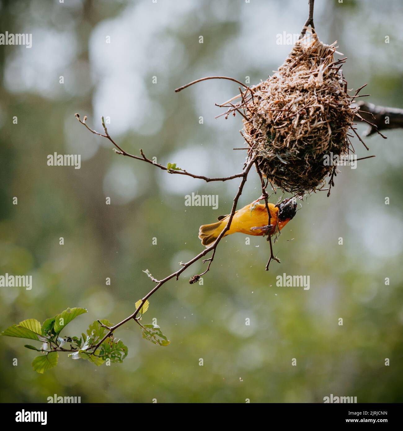 A male weaver bird building its nest while spreading its wings Stock ...