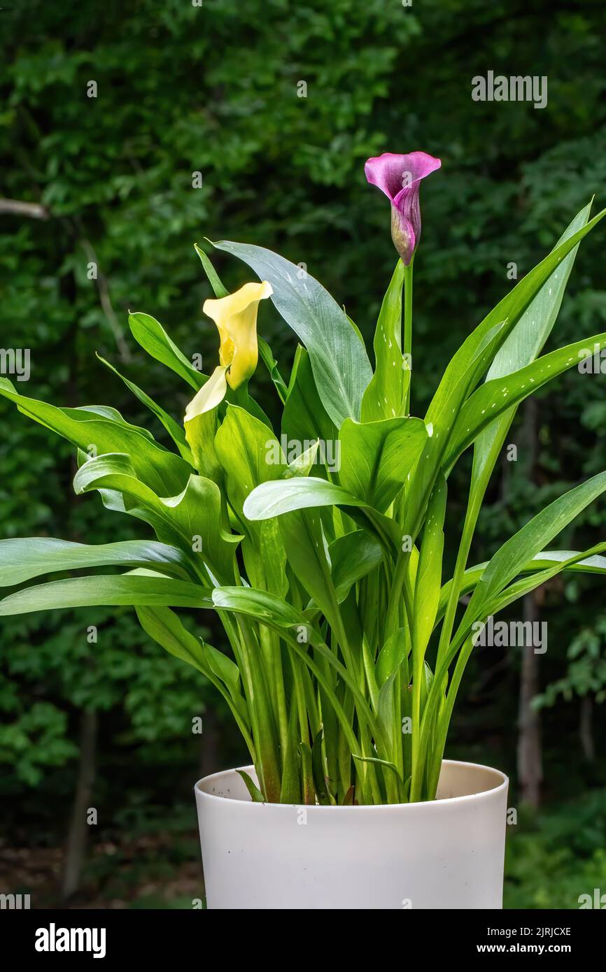 Yellow and purple calla lilies in a white pot in a summer garden in St ...