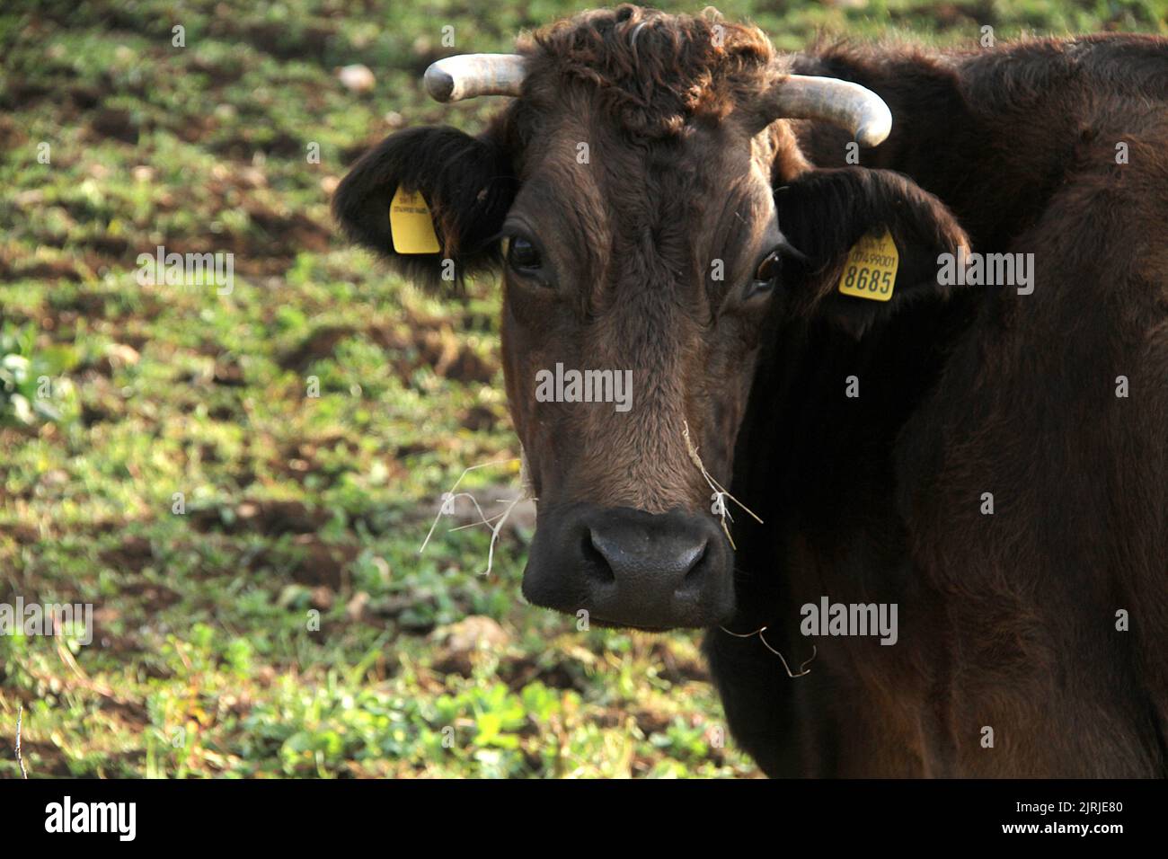 Cow with tags on each ear Stock Photo - Alamy