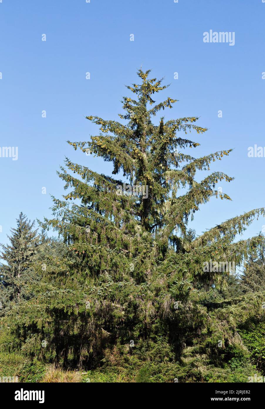 Sitka Spruce 'Picea sitchensis', mature female & male cones, coniferous ...