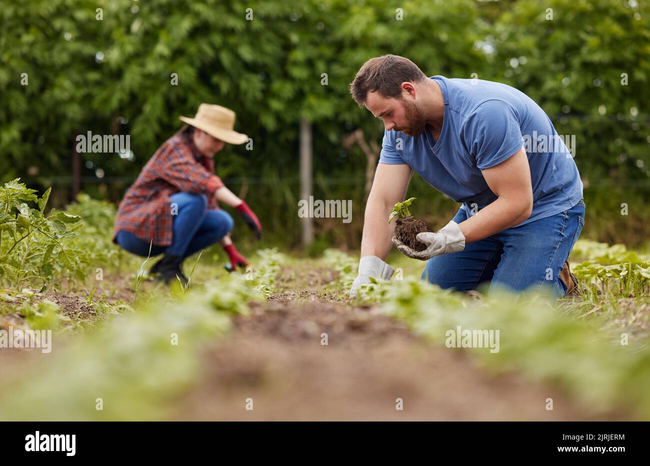 Sustainability farmer, plant growth or environment accountability ...