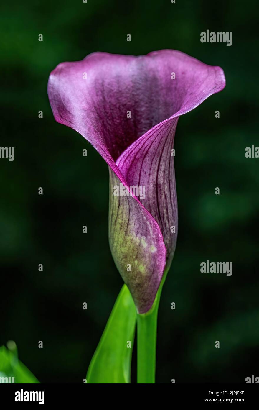 Purple calla lily hi-res stock photography and images - Alamy
