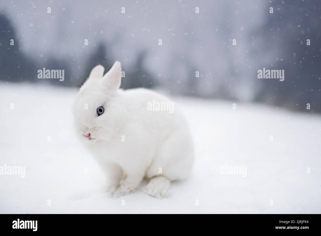 Netherland Dwarf, white bunny in snow Stock Photo - Alamy