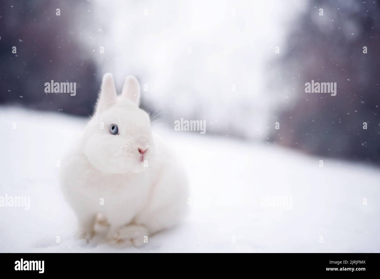 Netherland Dwarf, white bunny in snow Stock Photo - Alamy