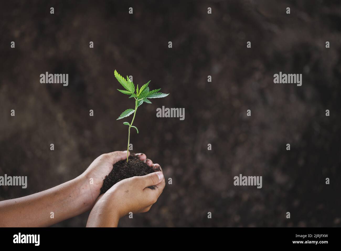 Hand holding young plant. concept eco earth day, Ecological friendly and sustainable environment ...