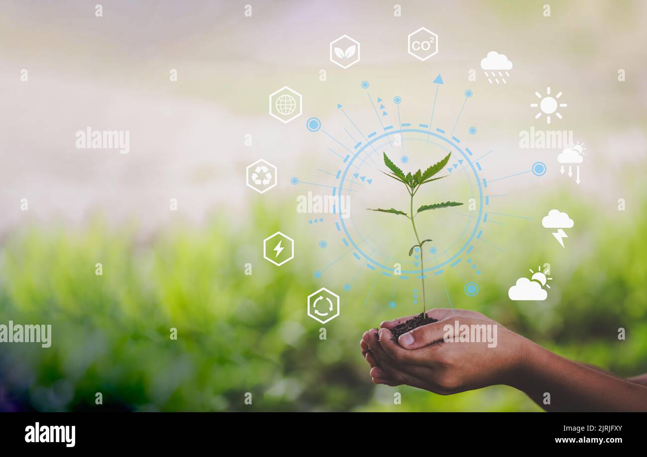 Hand holding seedlings with environment icons over the Network ...