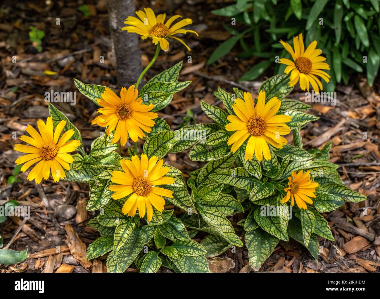 Heliopsis sunburst flowers in a summer garden in St. Croix Falls ...