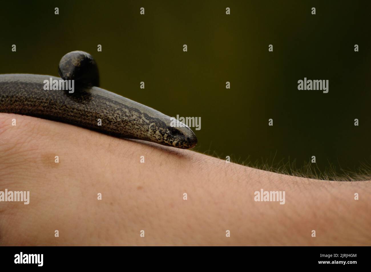 Arm snake hi-res stock photography and images - Alamy