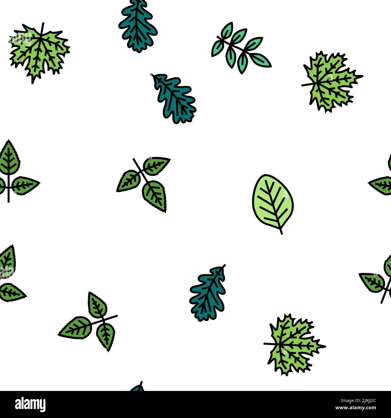 Mahogany tree flower Cut Out Stock Images & Pictures - Alamy