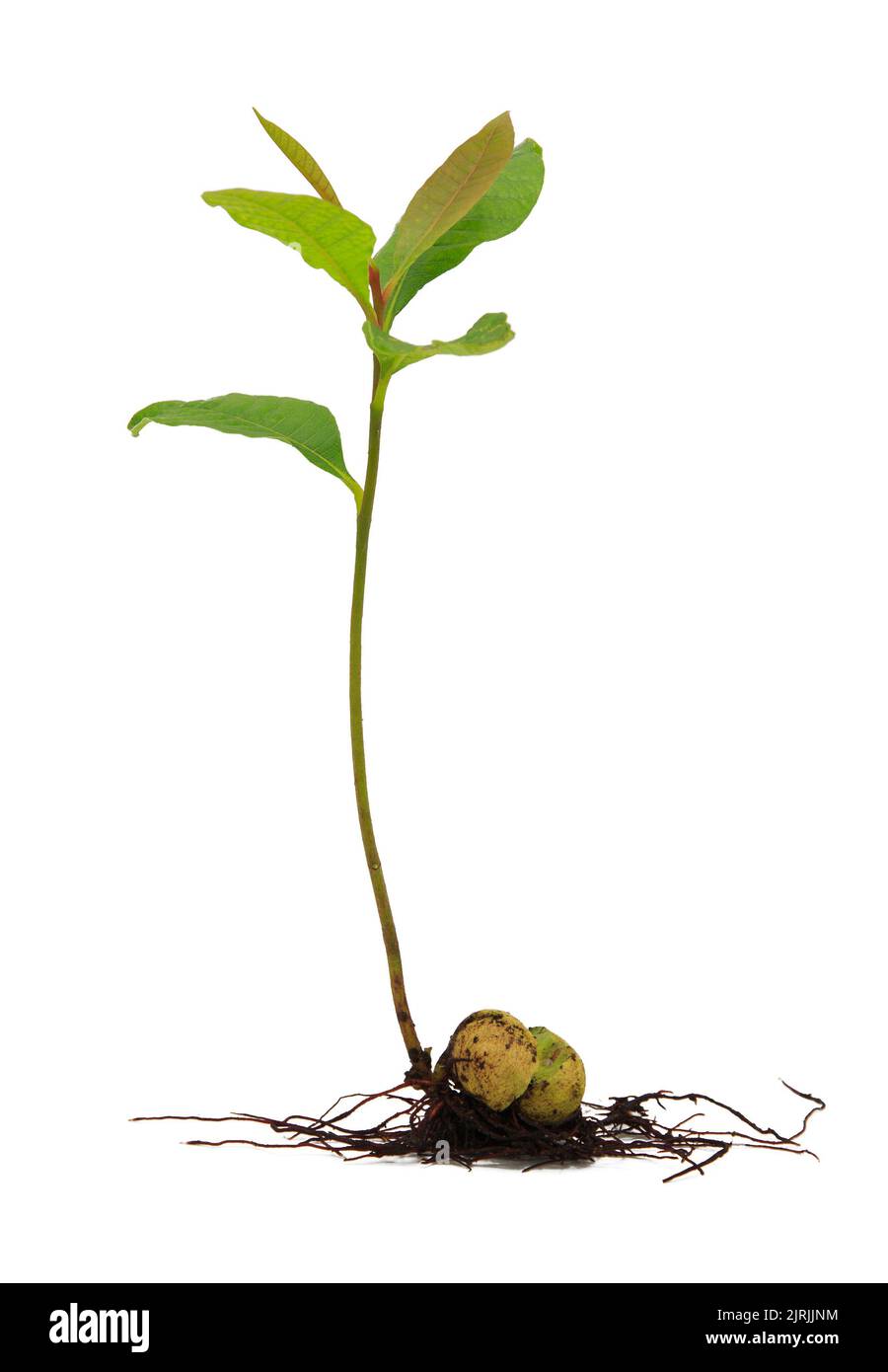 young plant and root isolate root on white background, The growth of ...