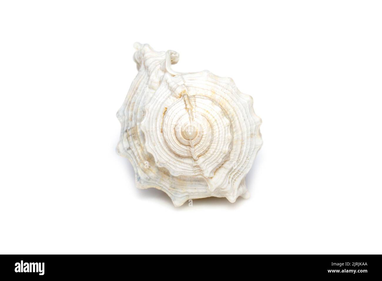 Image of white conch seashells on a white background. Undersea Animals ...