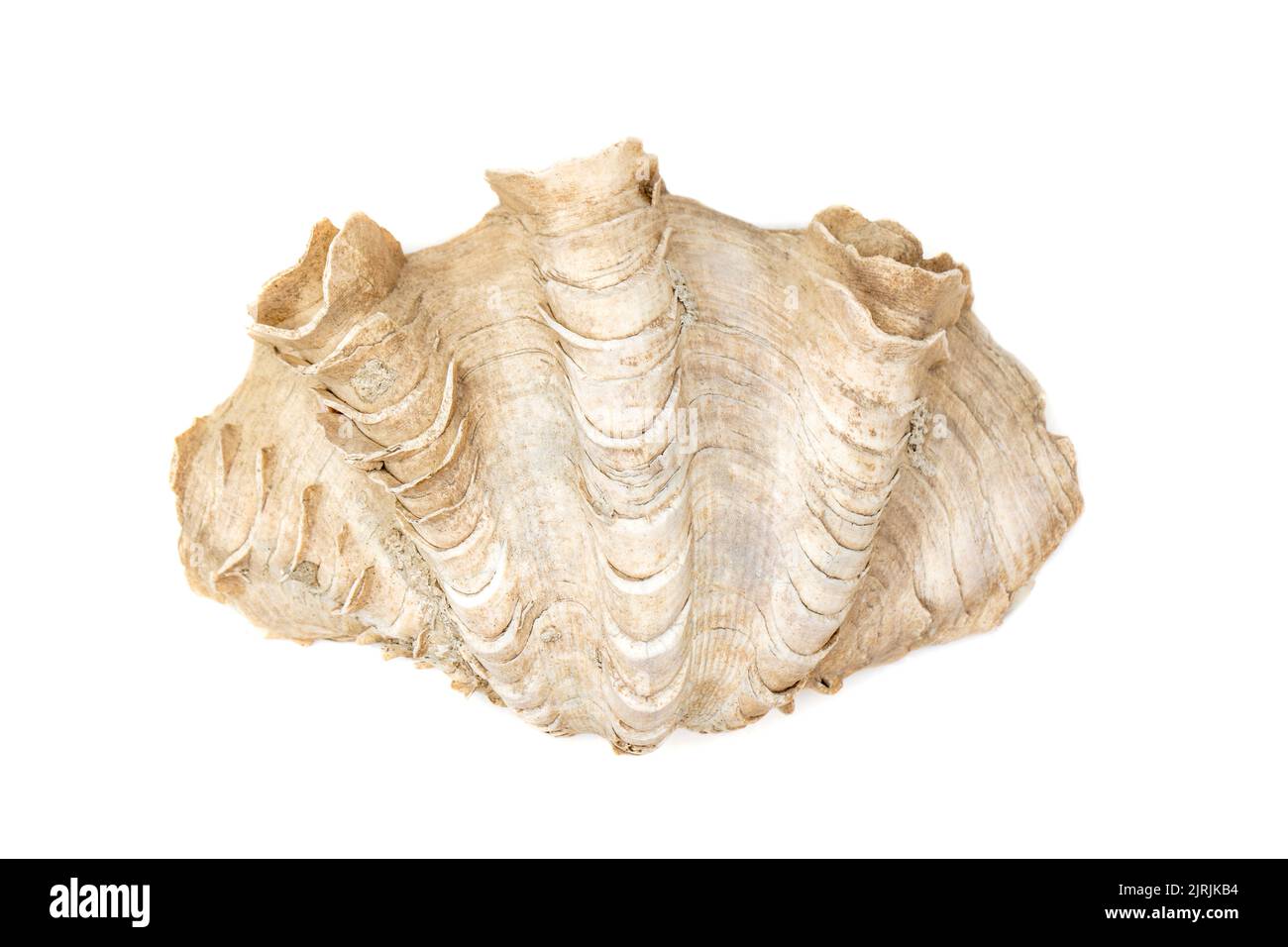 Image of Crocus Giant Clam (Tridacna crocea). on a white background ...