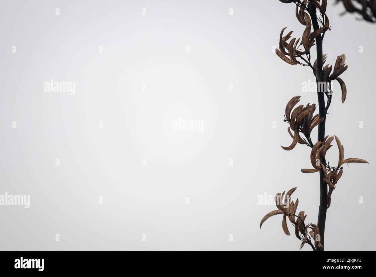 Harakeke hi-res stock photography and images - Alamy