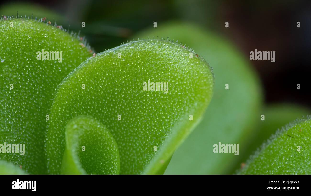 Carnivorous butterwort leaves hi-res stock photography and images - Alamy