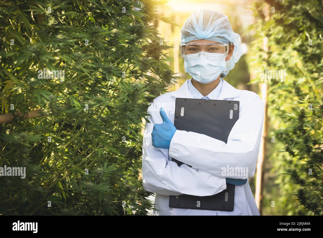 Marijuana research, Female scientist in a hemp field checking plants ...