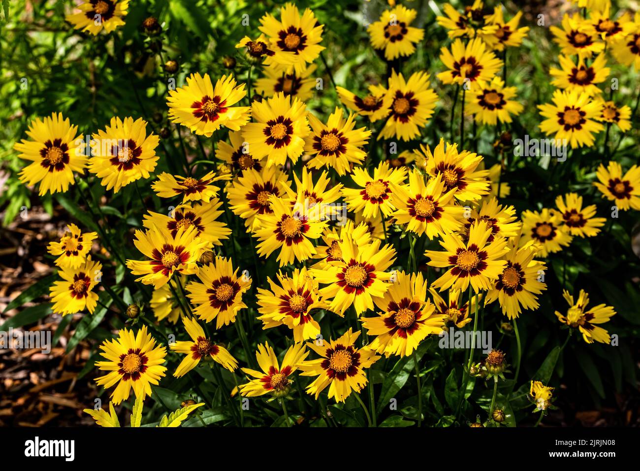Tickseed coreopsis grandiflora yellow flowers hi-res stock photography ...