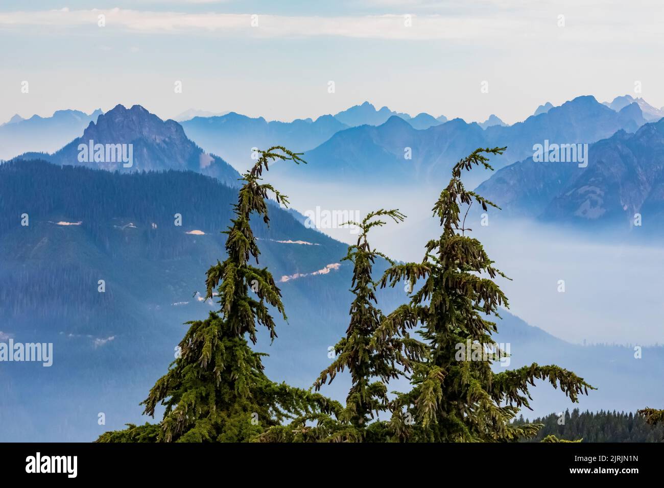 Mountain Hemlocks with smoke from Irving Peak and White River Fires ...