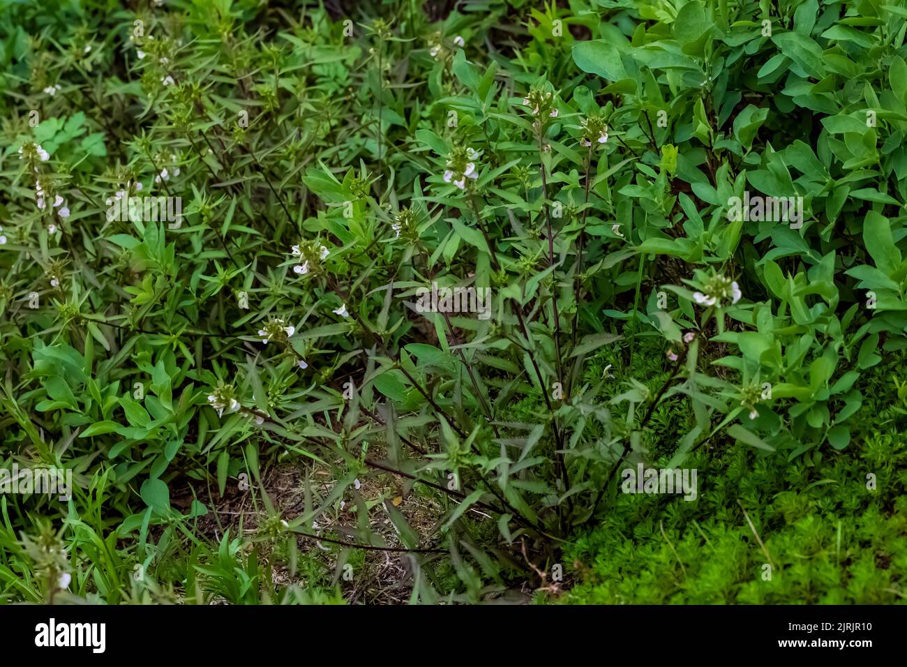 Sickletop Lousewort, Pedicularis racemosa, blooming on Evergreen ...