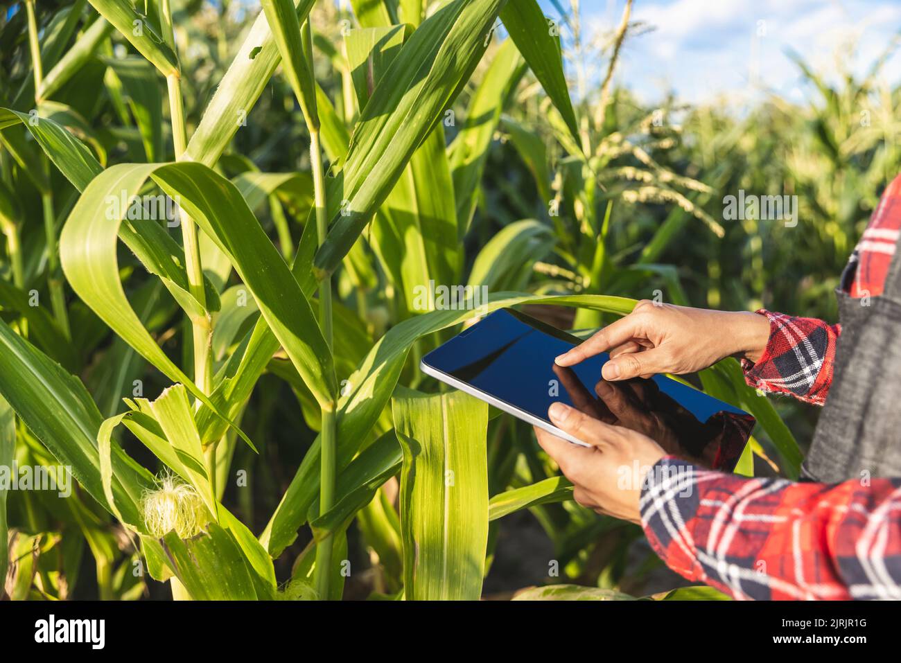 Agronomist examining plant in corn field, farmer analyzing corn plant ...