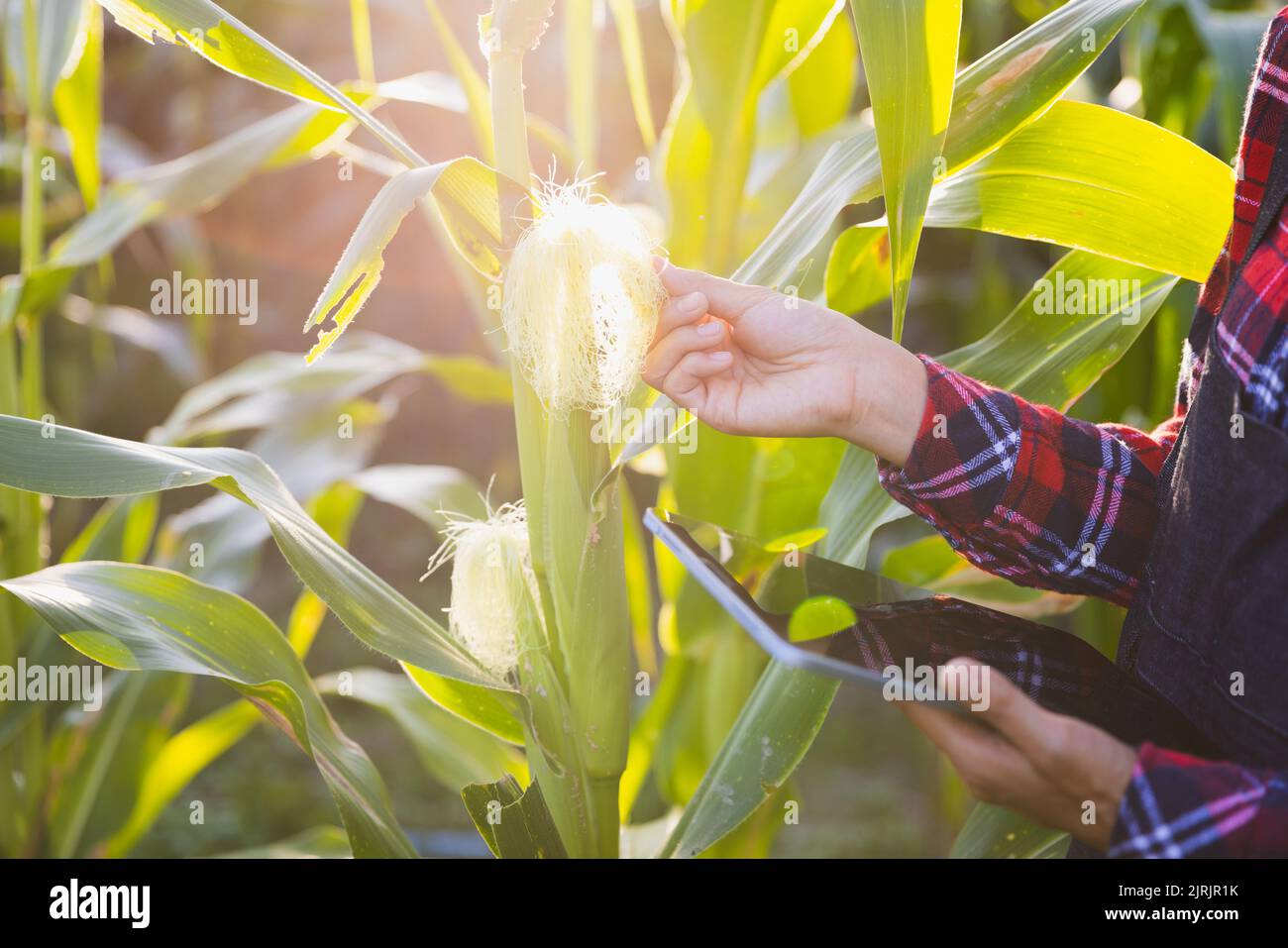 Young farmers are in the corn plantations, Female researchers are ...