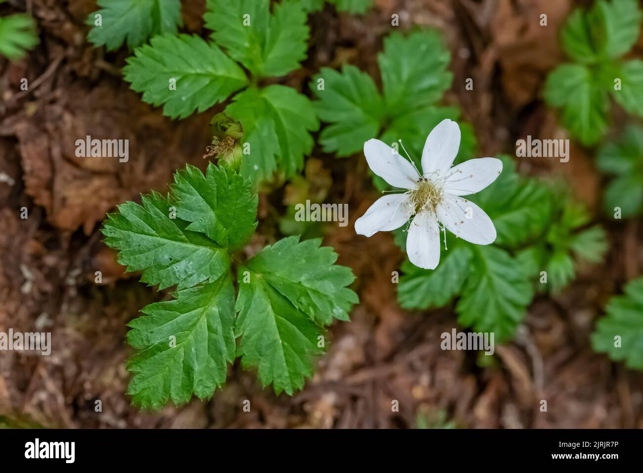 Strawberry Bramble, Rubus pedatus, blooming in subalpine forest on ...