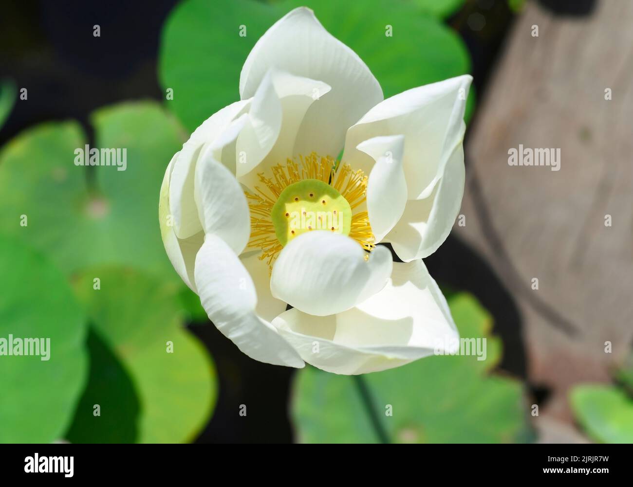 Thailand white lotus hi-res stock photography and images - Alamy