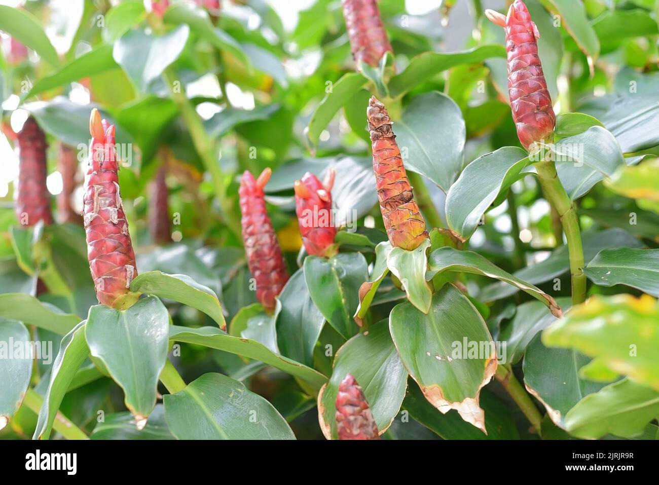 Indian head ginger hi-res stock photography and images - Alamy