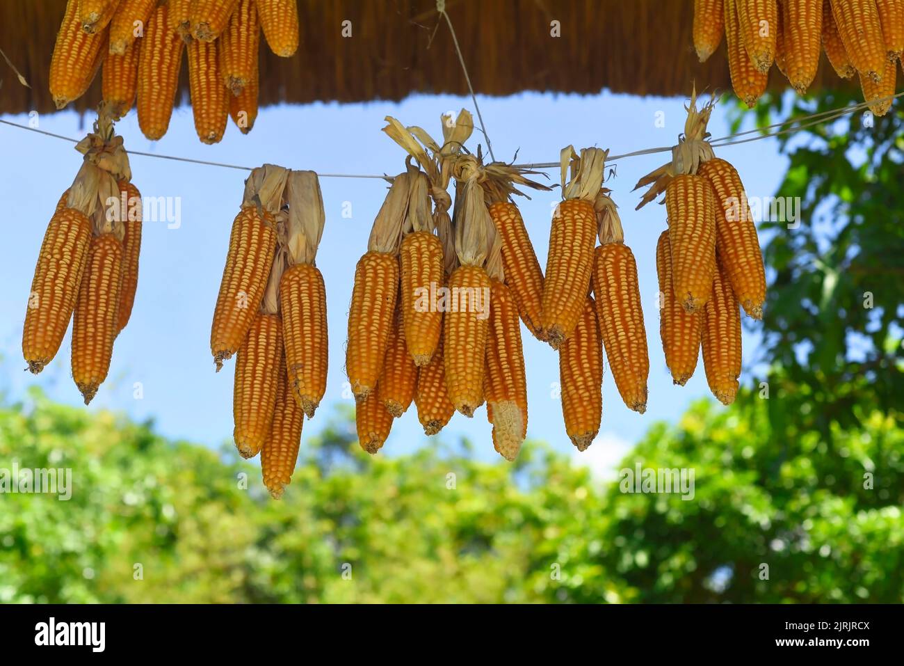 Dried maize been dried under sun Stock Photo - Alamy