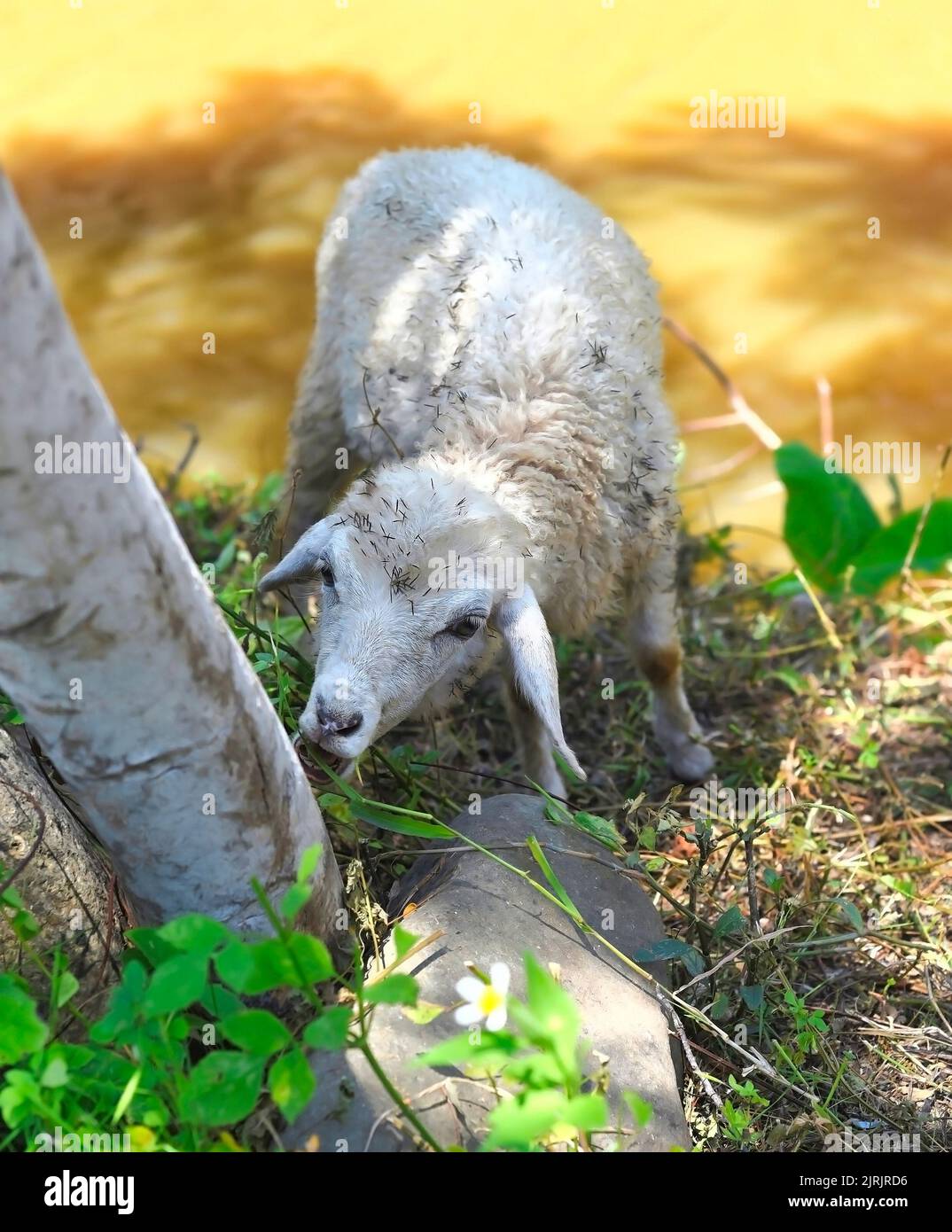 Sheep under tree cute hi-res stock photography and images - Alamy
