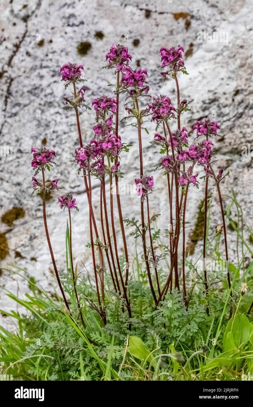 Birds beak lousewort hi-res stock photography and images - Alamy