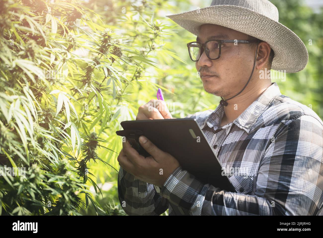Smart farmer in cannabis farm, Asian farmer using tablet modern ...