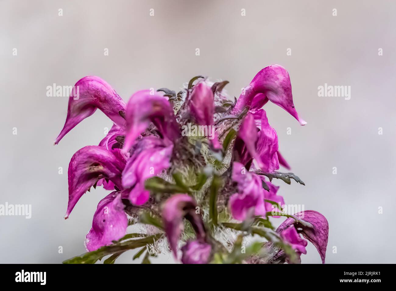 Pedicularis ornithorhynchos hi-res stock photography and images - Alamy